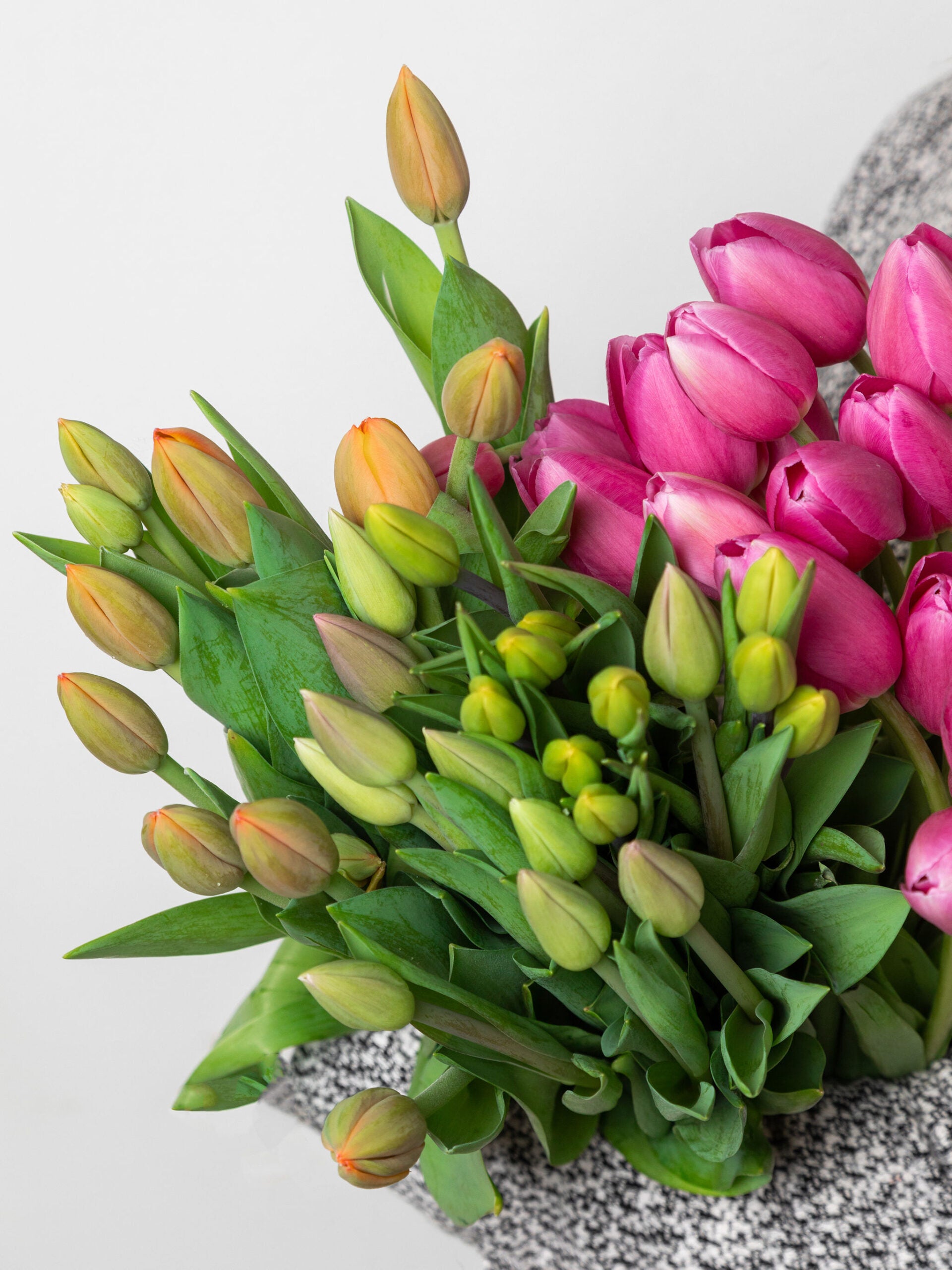 Tulips Bunch | The Nature Spot